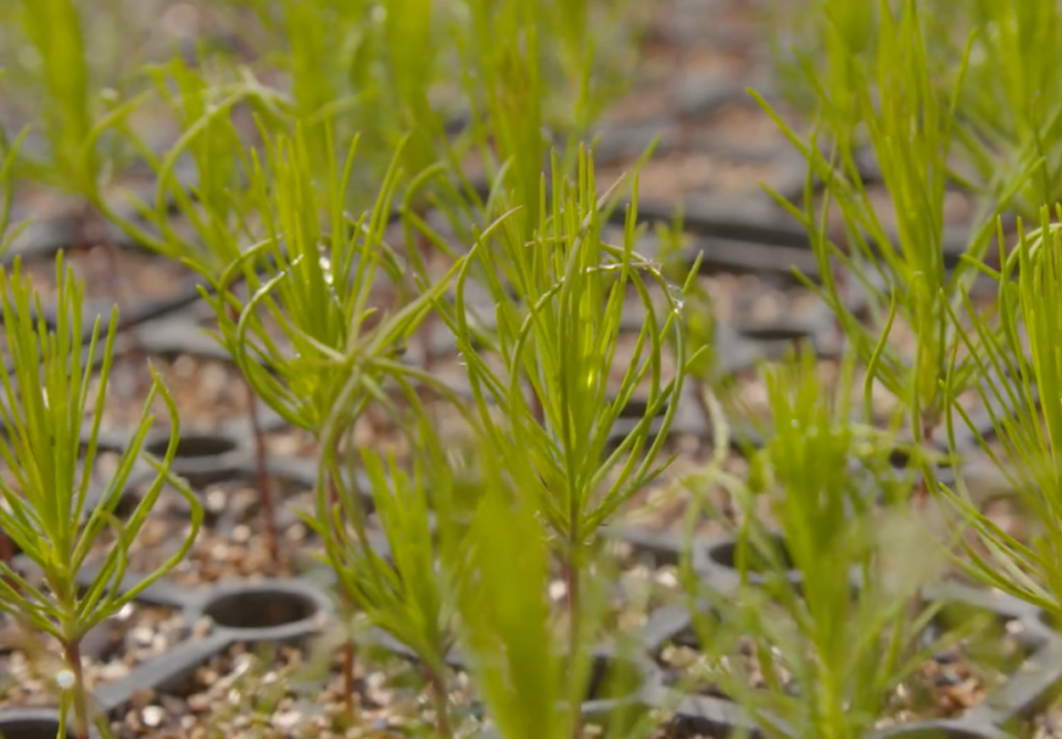 Hyne Timber | SalesFix